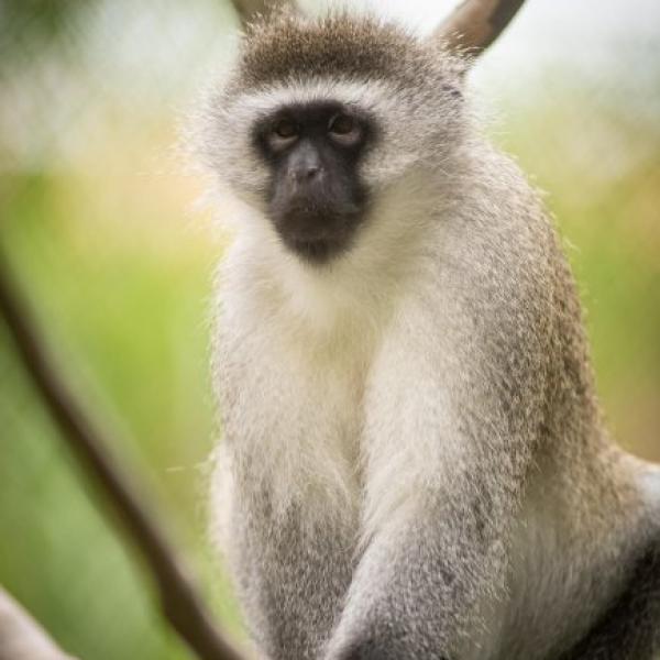 Vervet Monkey | Columbus Zoo and Aquarium